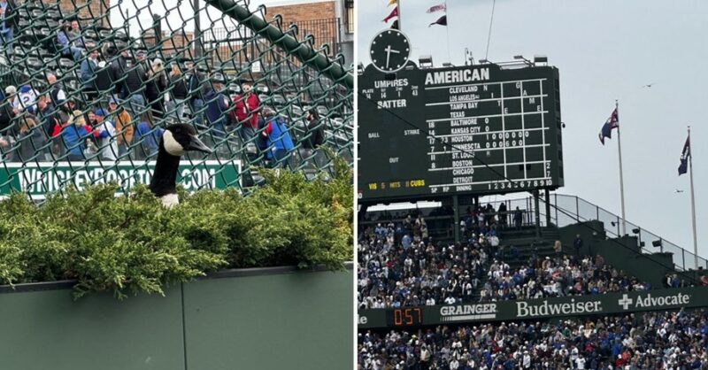 Goose Claims Nest in Wrigley Field Bleachers, Cubs Embrace Feathered ...