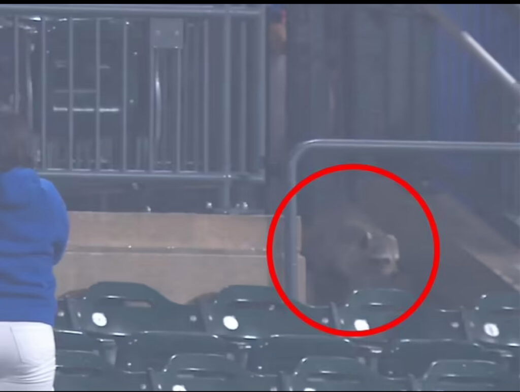 New York Mets Fans Flee in Panic as Wild Animal Causes Chaos in Citi ...