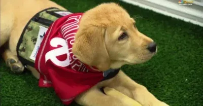 Phillies’ New Service Dog Tugger Steals Hearts and Goes Viral - TMSPN