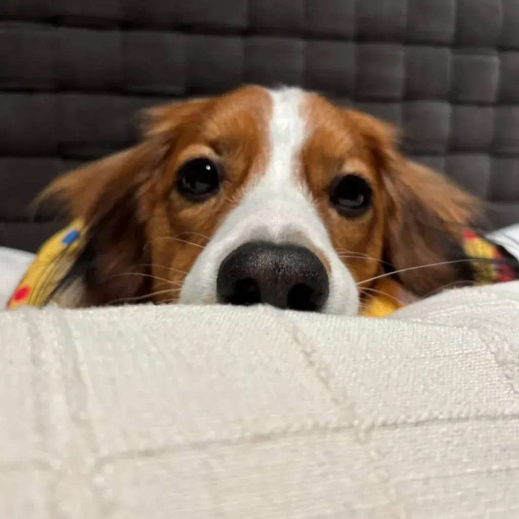 Shohei Ohtani Enjoys a Wholesome Fall Day with His Dog Decoy Ahead of ...